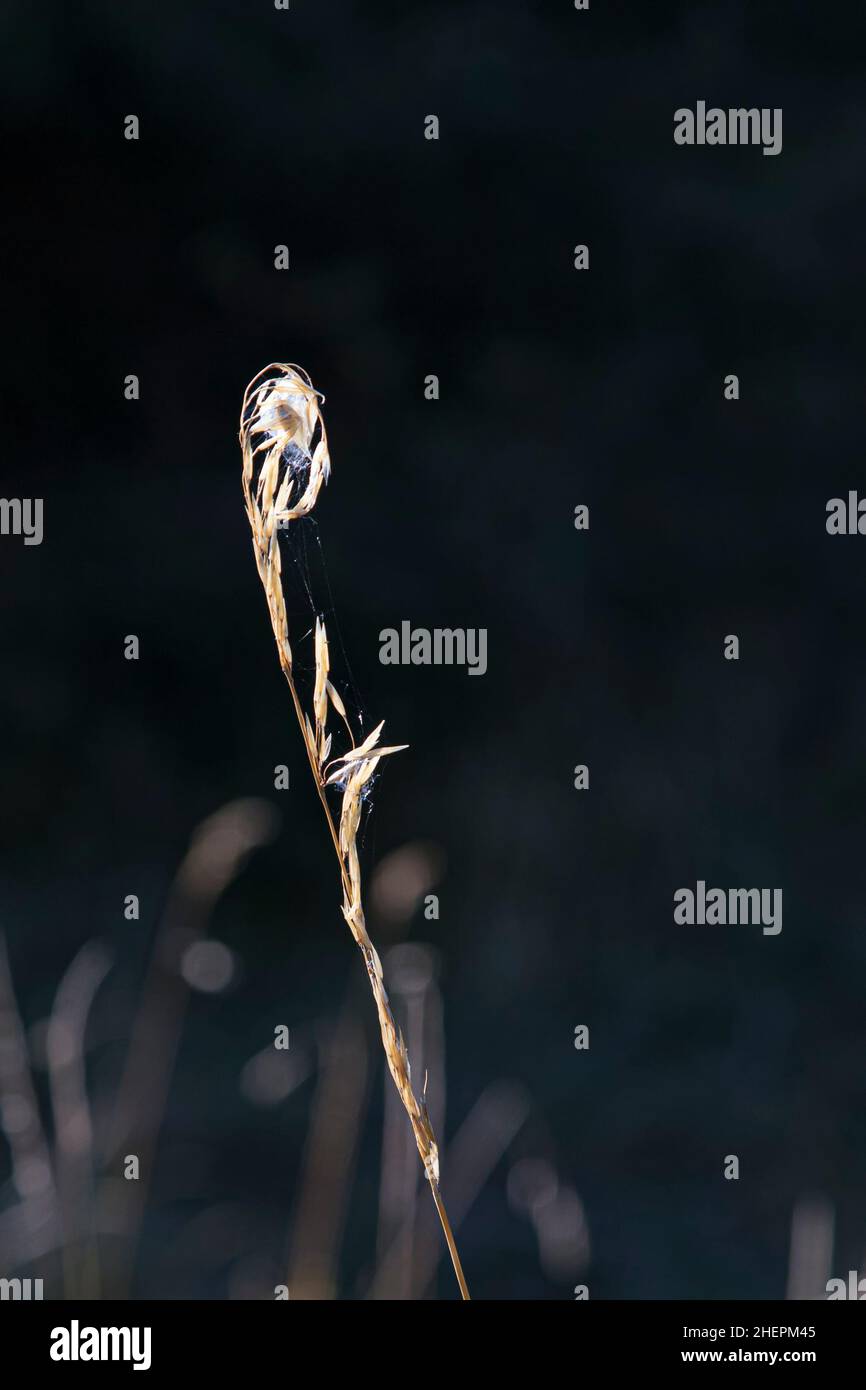 detail of corn with spider web in backlight Stock Photo - Alamy