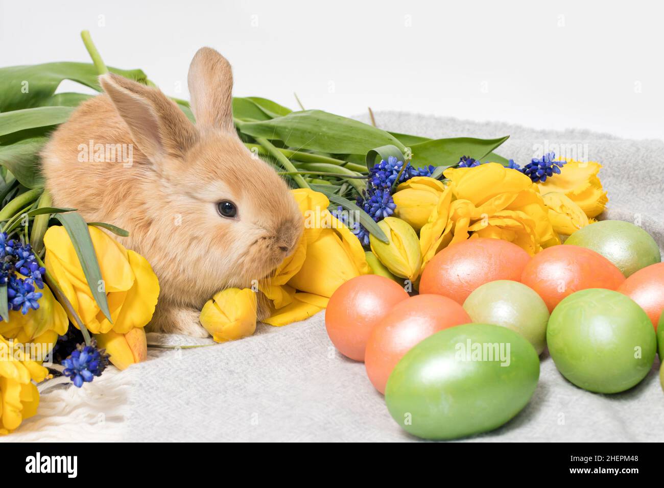 A cute Easter rabbit with painted eggs and spring flowers on a gray ...