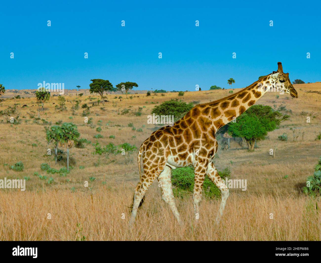 wild giraffe in the savannah in the african national park Stock Photo ...
