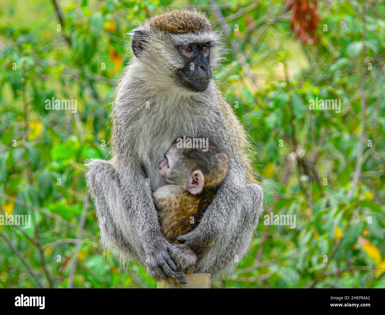 baboon monkey takes care for its baby child Stock Photo - Alamy