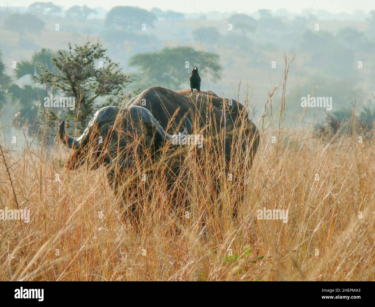 Buffalo in Namibia in the Savannah with bird on his back, Africa Stock ...