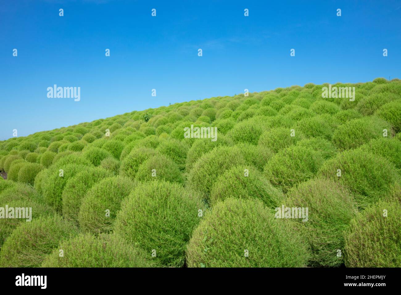Kochia hi-res stock photography and images - Alamy