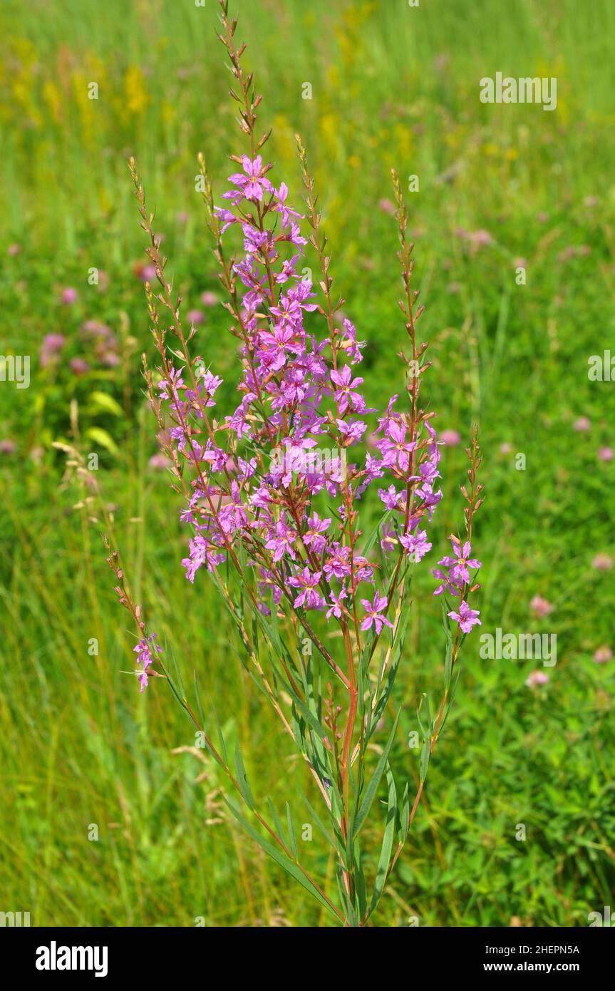 Chamerion angustifolium, commonly known in North America as fireweed ...