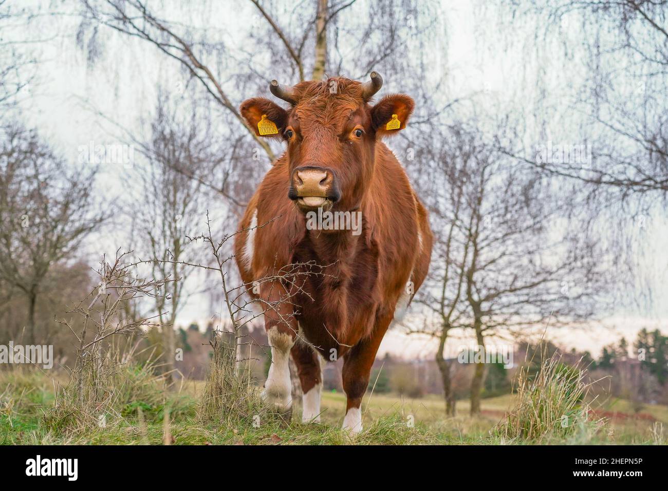 Cows with horns hi-res stock photography and images - Alamy