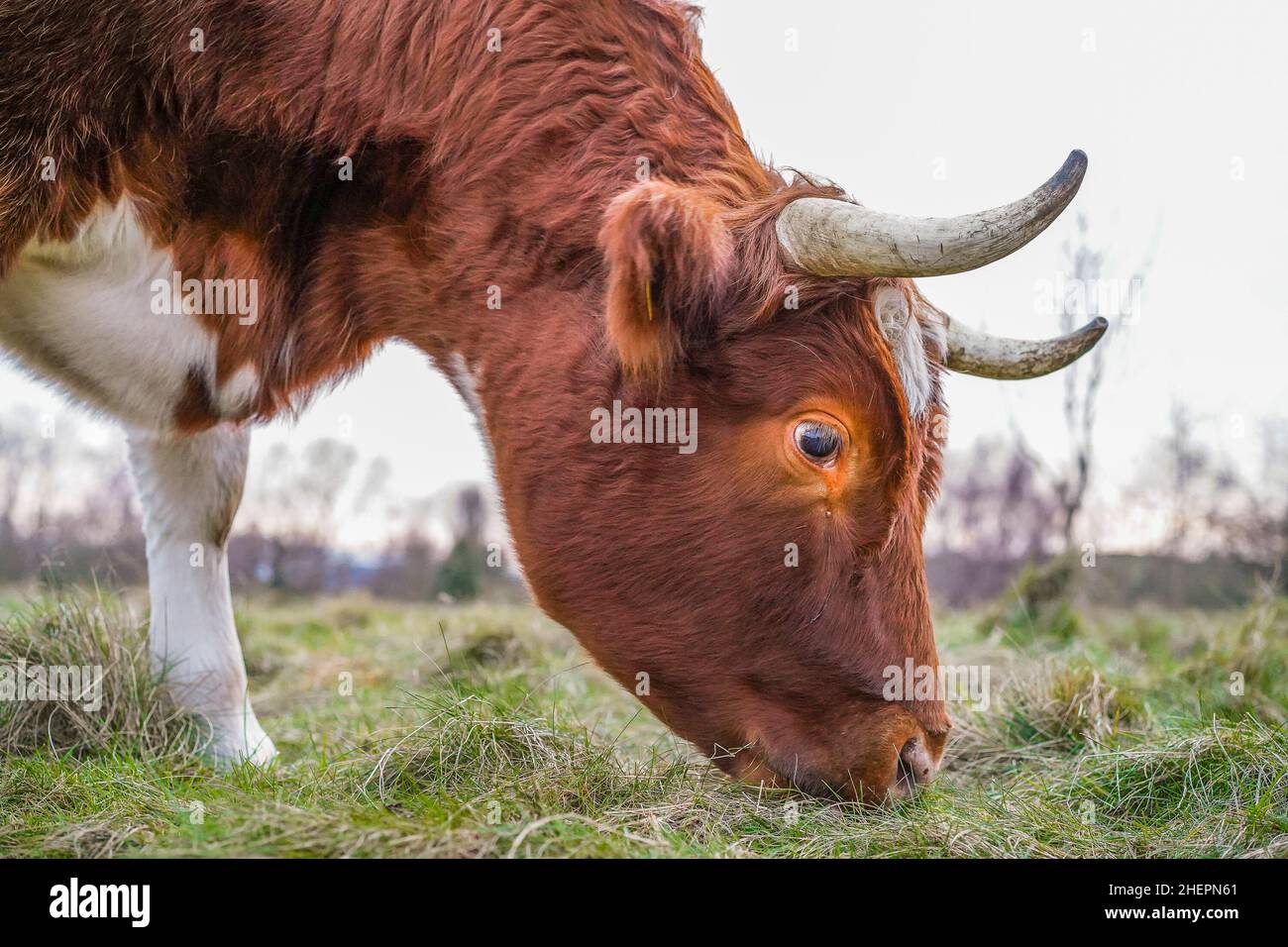 Side close up of a cow with horns isolated outdoors, head down grazing ...