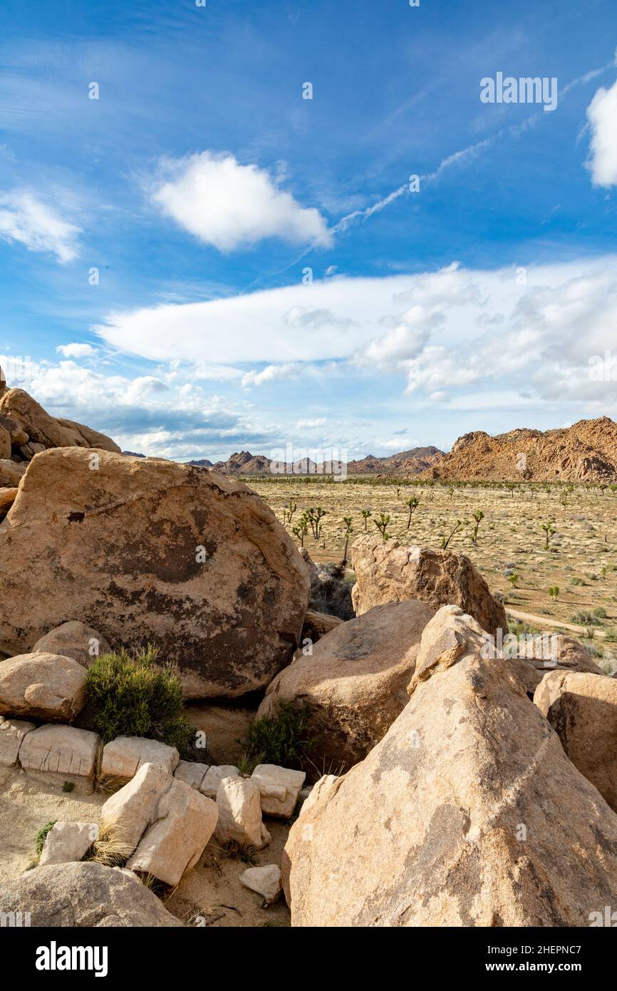 landscape with joshua trees in the Joshua tree national park Stock ...