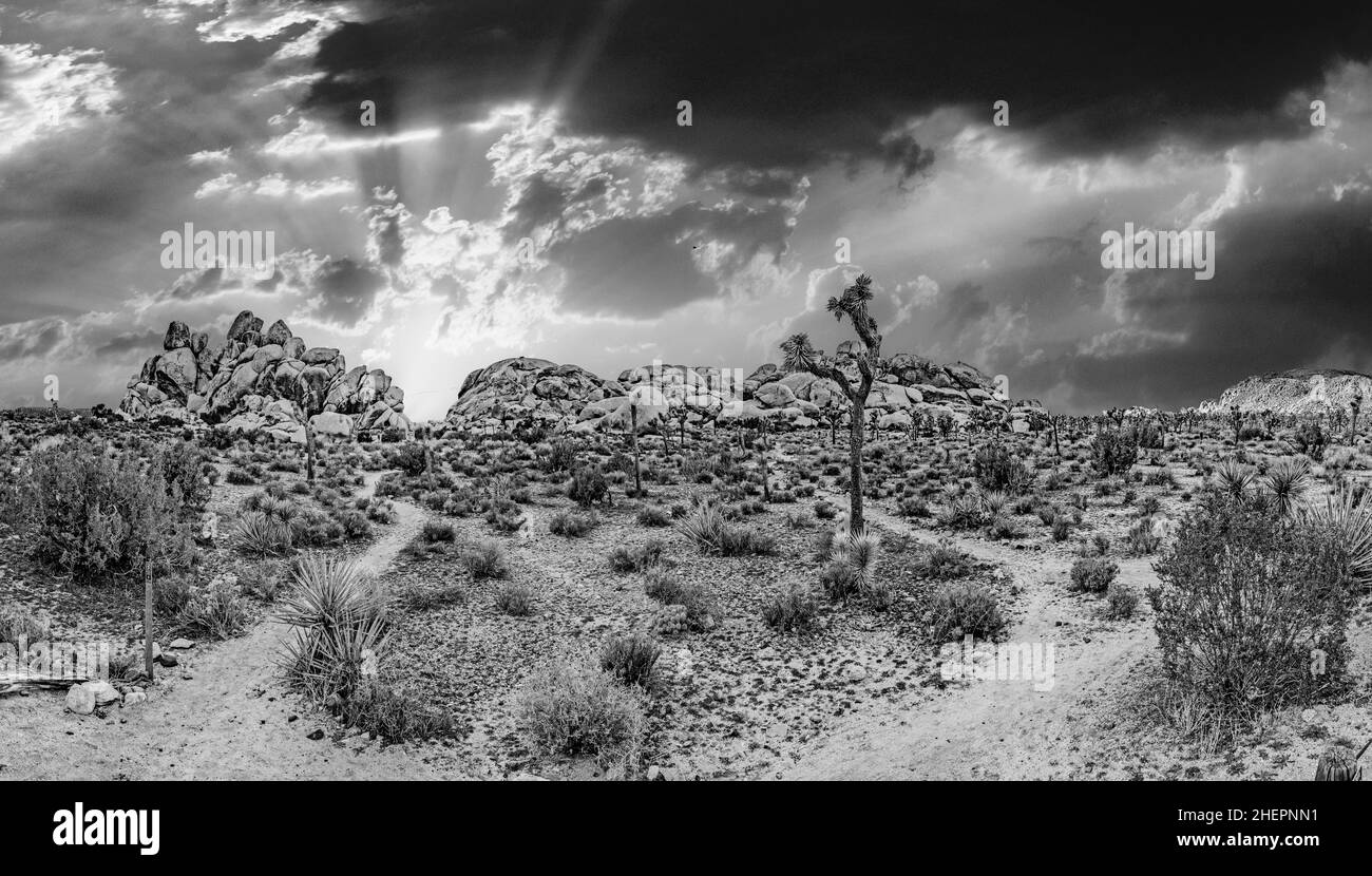 landscape with joshua trees in the Joshua tree national park Stock ...