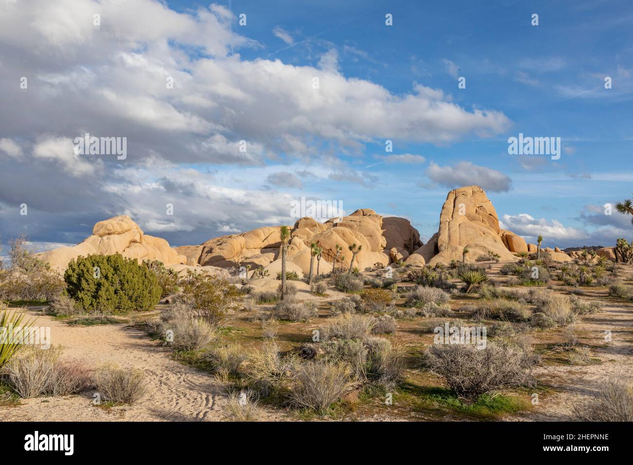 landscape with joshua trees in the Joshua tree national park Stock ...