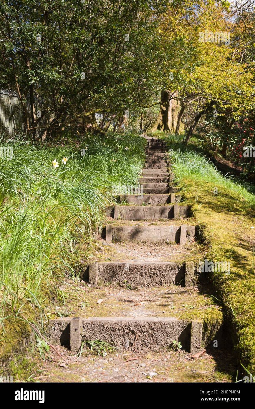 Garden steps in residential garden, Scotland in spring Stock Photo - Alamy