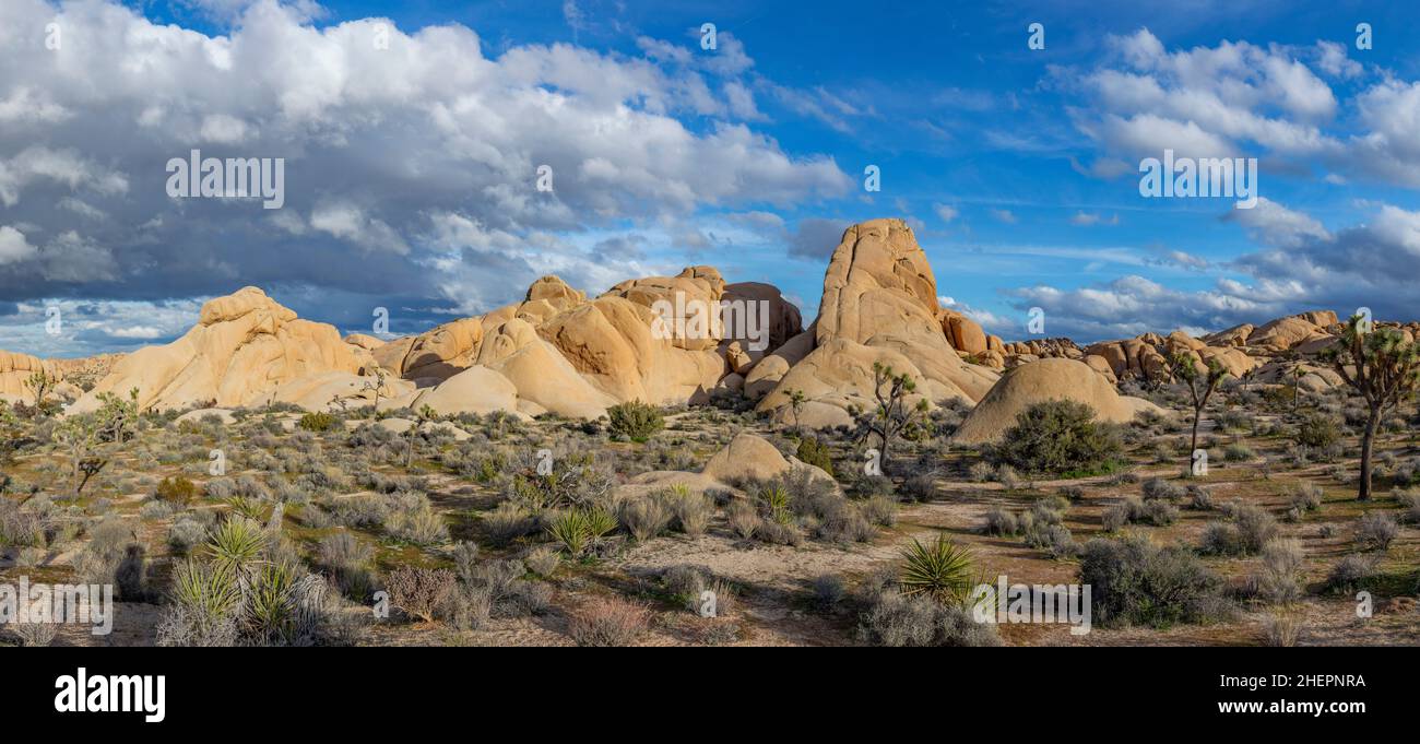 landscape with joshua trees in the Joshua tree national park Stock ...