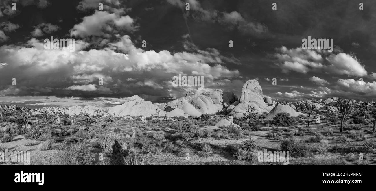 landscape with joshua trees in the Joshua tree national park Stock ...