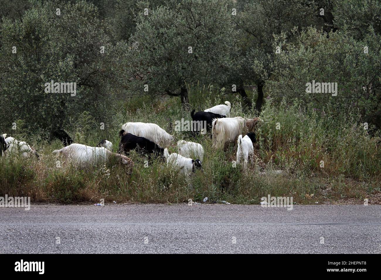 Goats grazing in an olive grove, Lebanon Stock Photo - Alamy