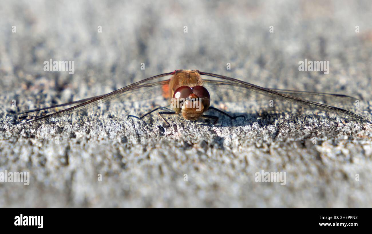 Dragonfly front hi-res stock photography and images - Alamy