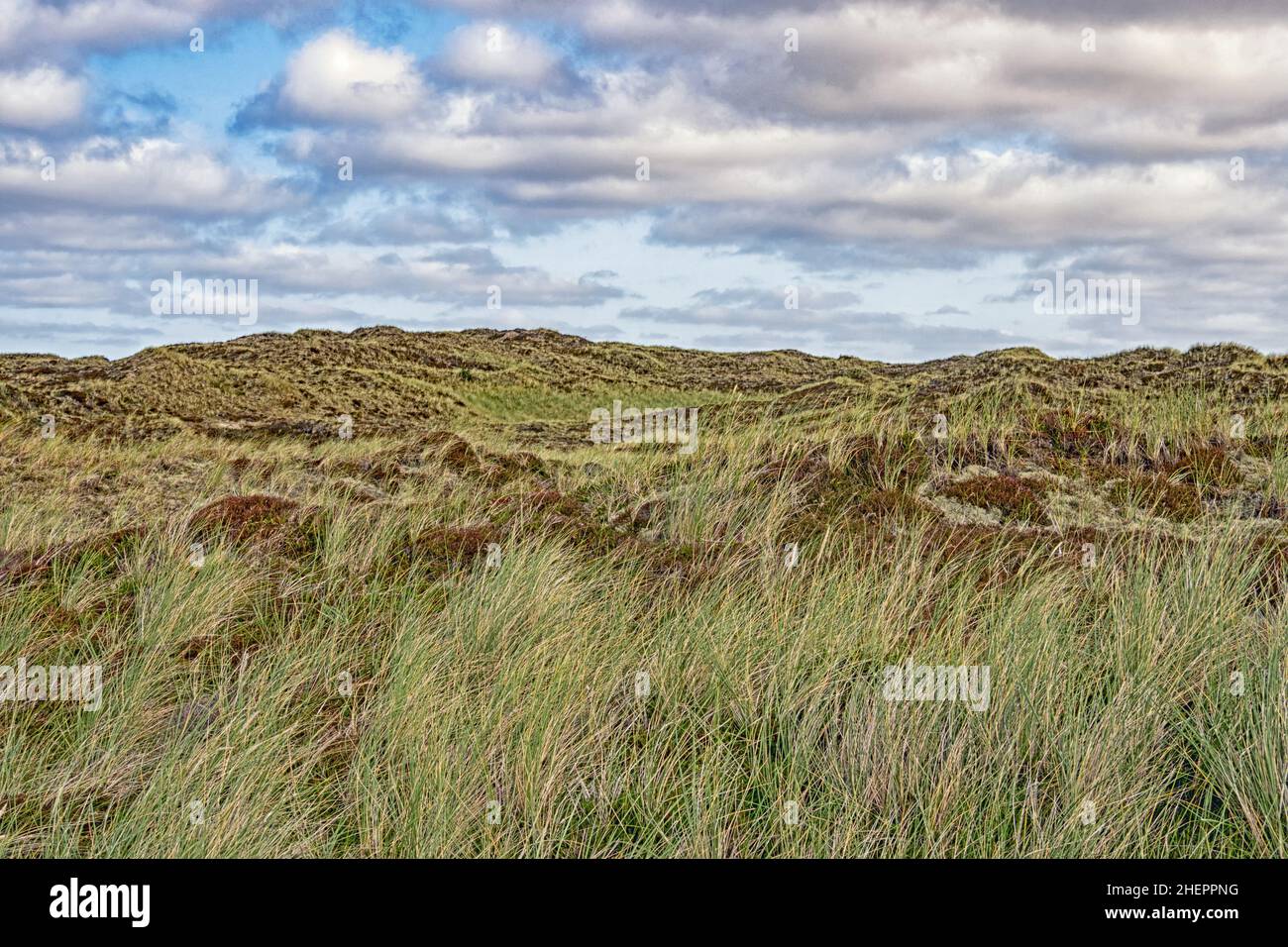 Dune landscape in Alvand Klitheide in Thy National Park in Jutland ...