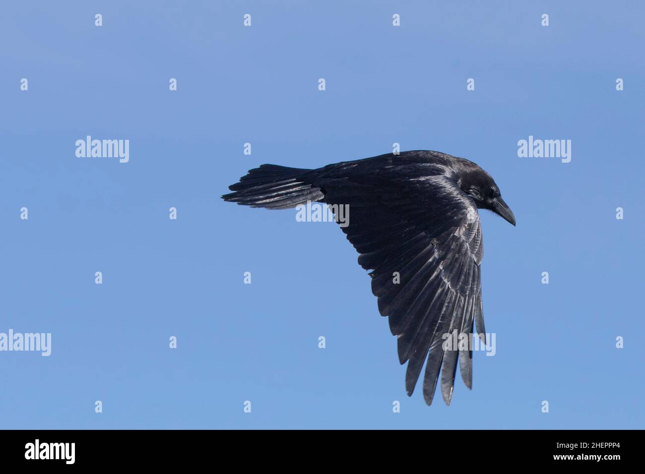 Raven flying hi-res stock photography and images - Alamy