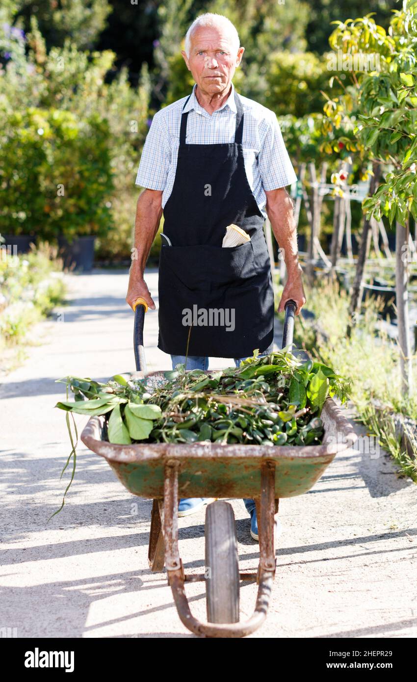Senior man carrying wheelbarrow Stock Photo - Alamy