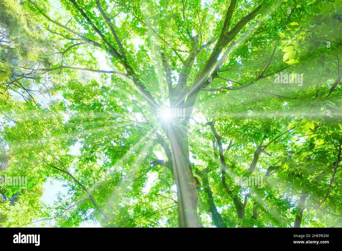 Fresh Green And Sunlight Through The Trees Stock Photo - Alamy