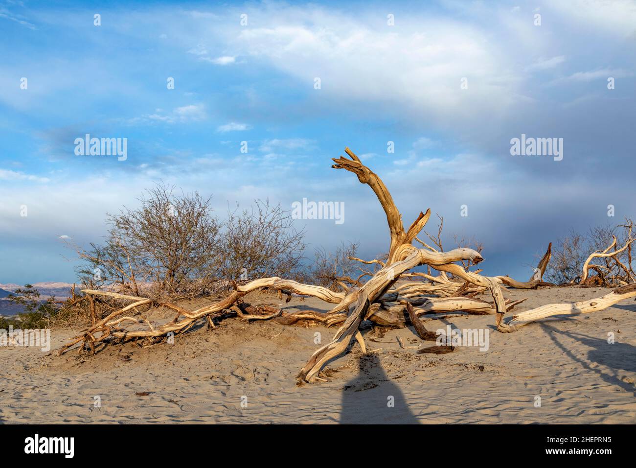 Dead mesquite tree hi-res stock photography and images - Alamy