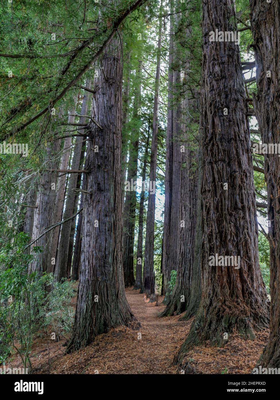 huge redwood trees at Hamurana Springs, Rotorua, New Zealand ...