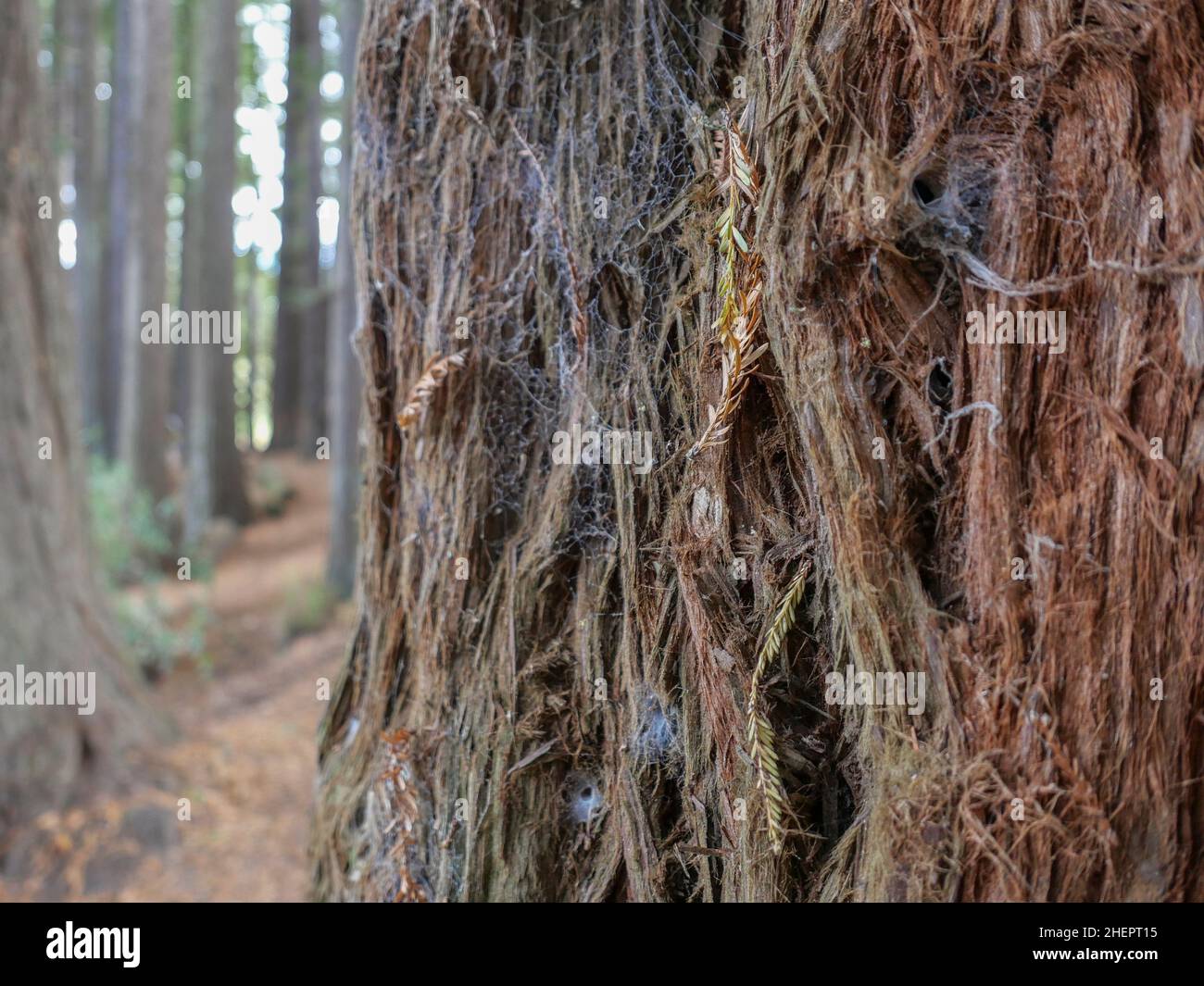 huge redwood trees at Hamurana Springs, Rotorua, New Zealand ...