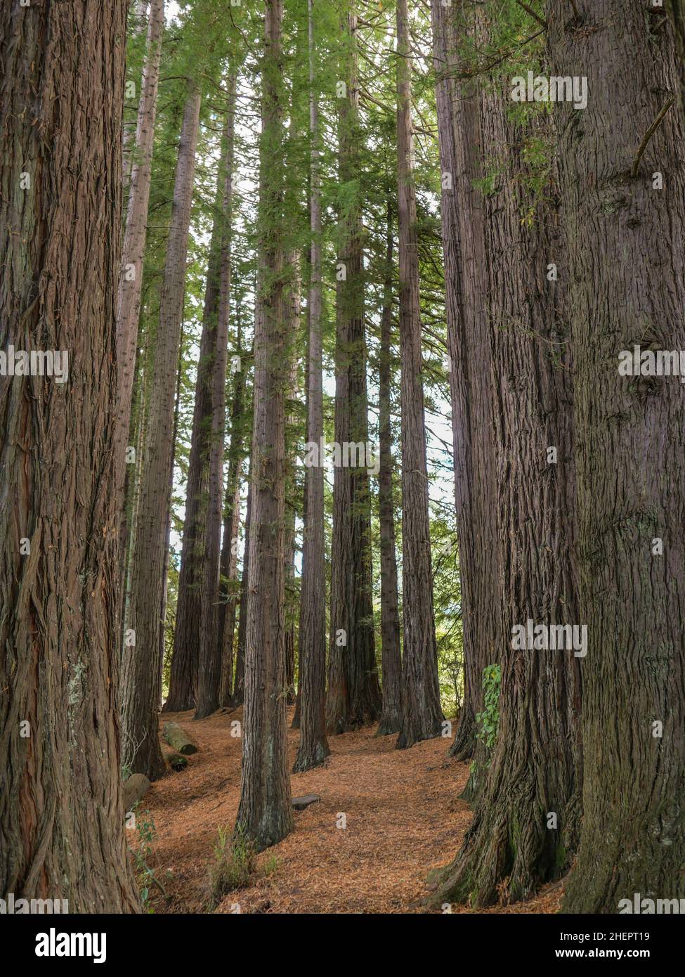 huge redwood trees at Hamurana Springs, Rotorua, New Zealand ...