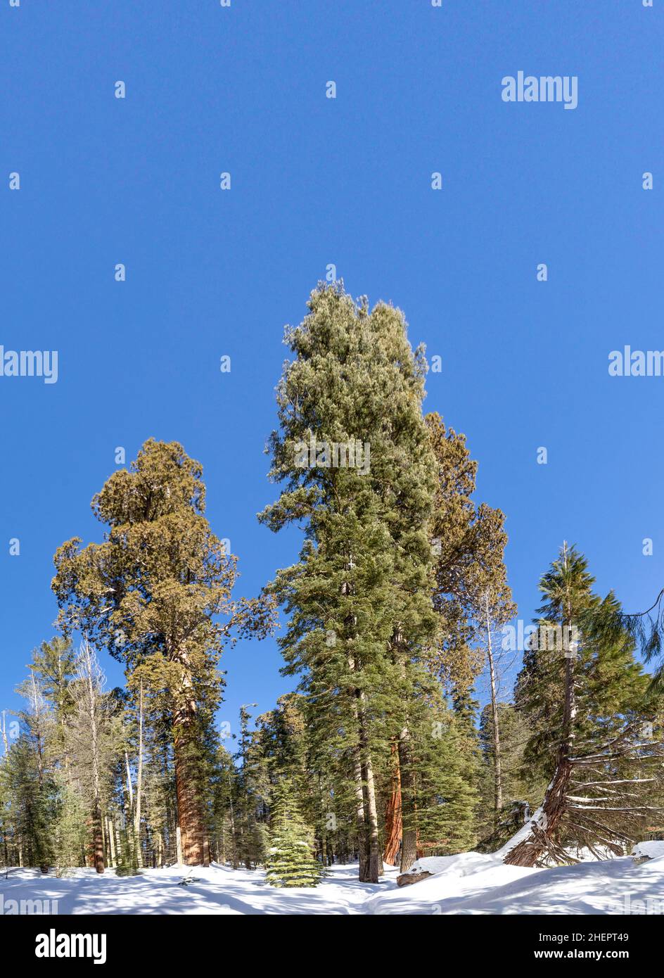 beautiful old sequoia trees under blue sky Stock Photo - Alamy