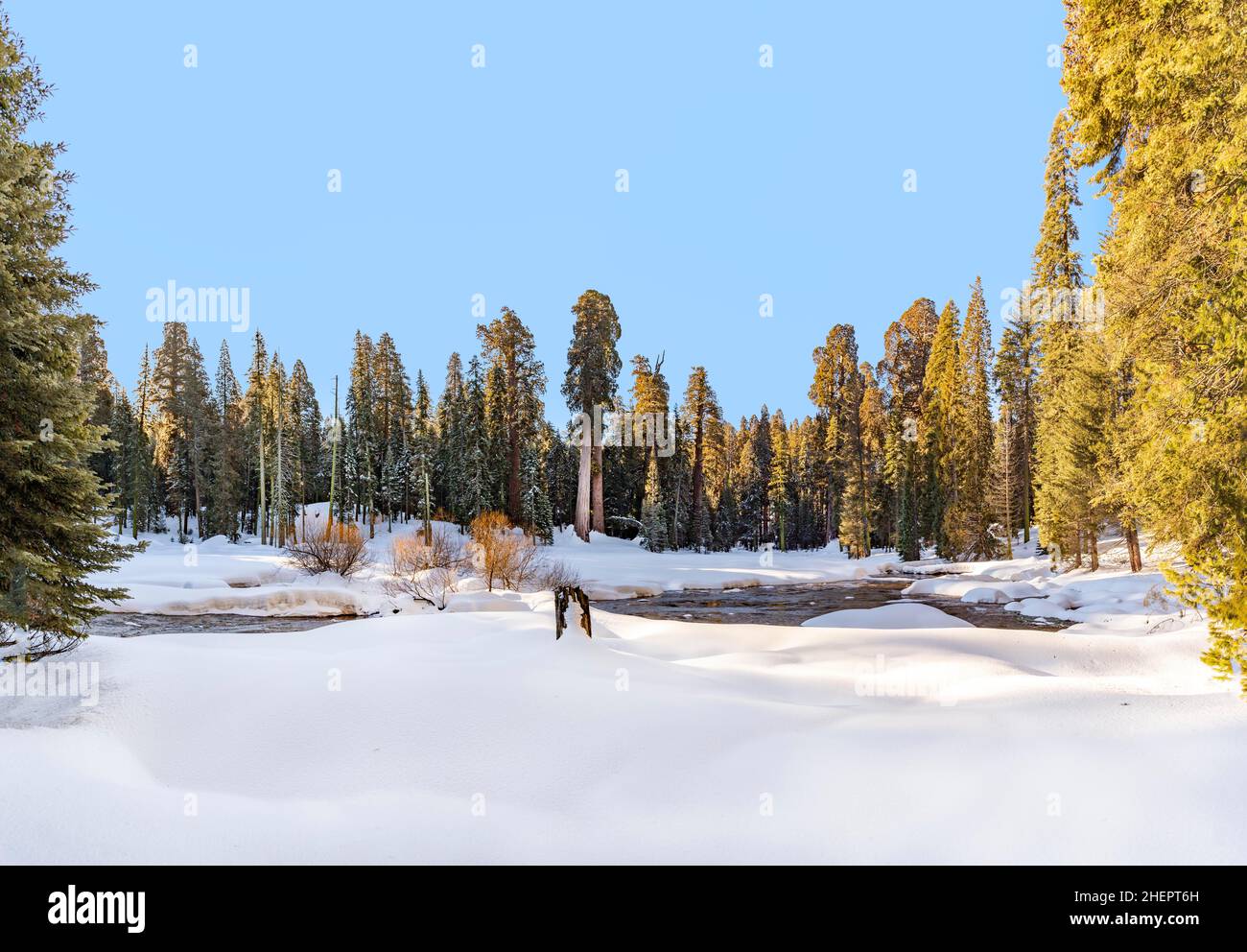 scenic winter landscape with sequoia trees in the sequoia tree national ...