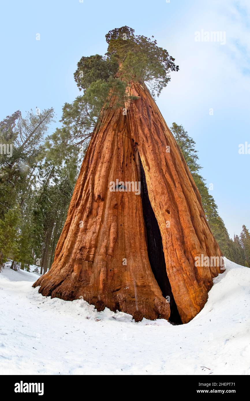 Redwoods national park winter hi-res stock photography and images - Alamy