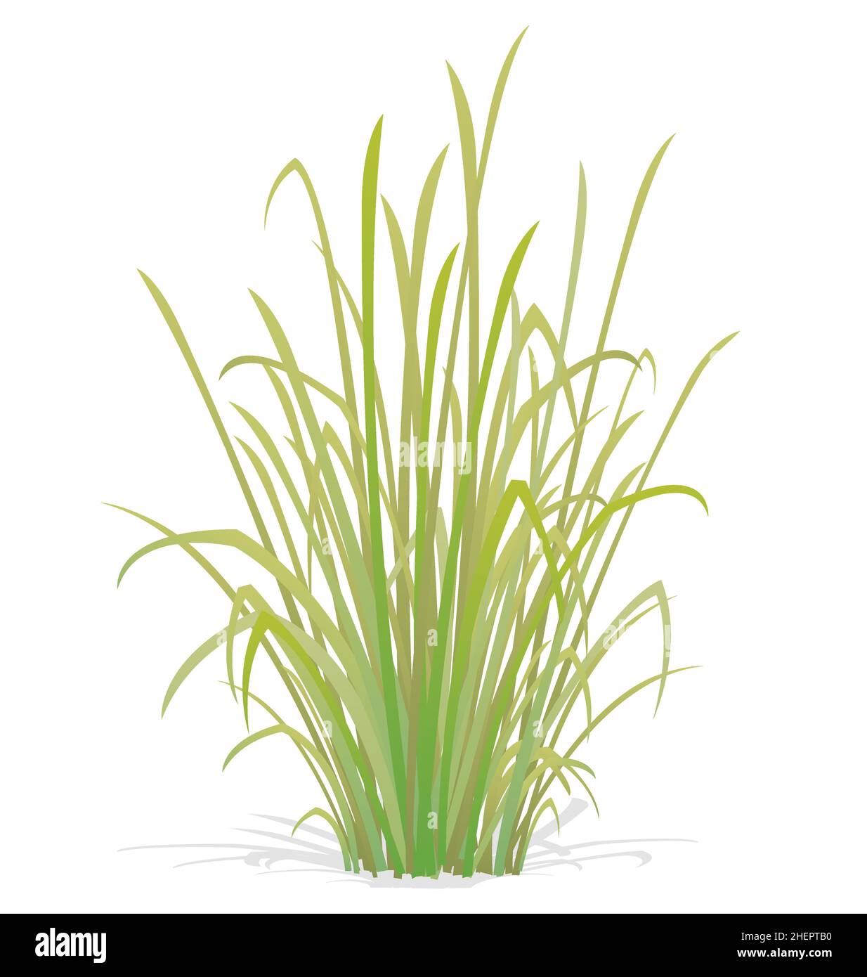 Plant shrub bush desert Cut Out Stock Images & Pictures - Alamy