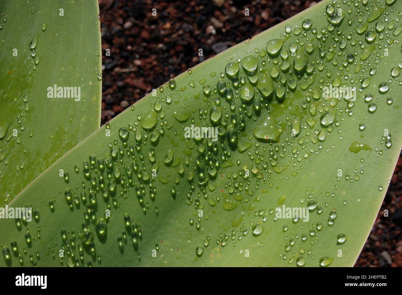 Agave - magnificent plant on La Palma, Canary Islands, Spain Stock ...