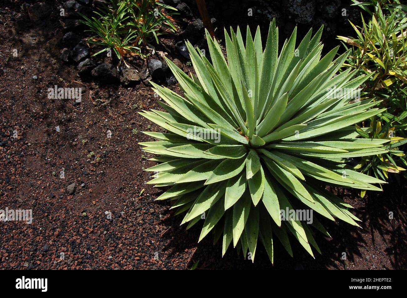 Agave - magnificent plant on La Palma, Canary Islands, Spain Stock ...