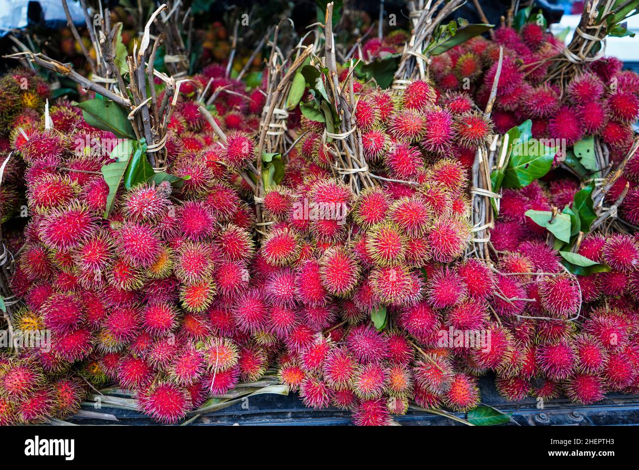 Family sapindaceae hi-res stock photography and images - Alamy