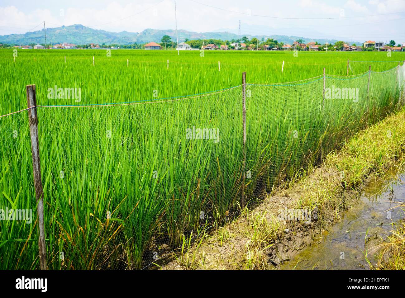 Fields of green and ripe rice plants surrounded by plastic barriers and ...
