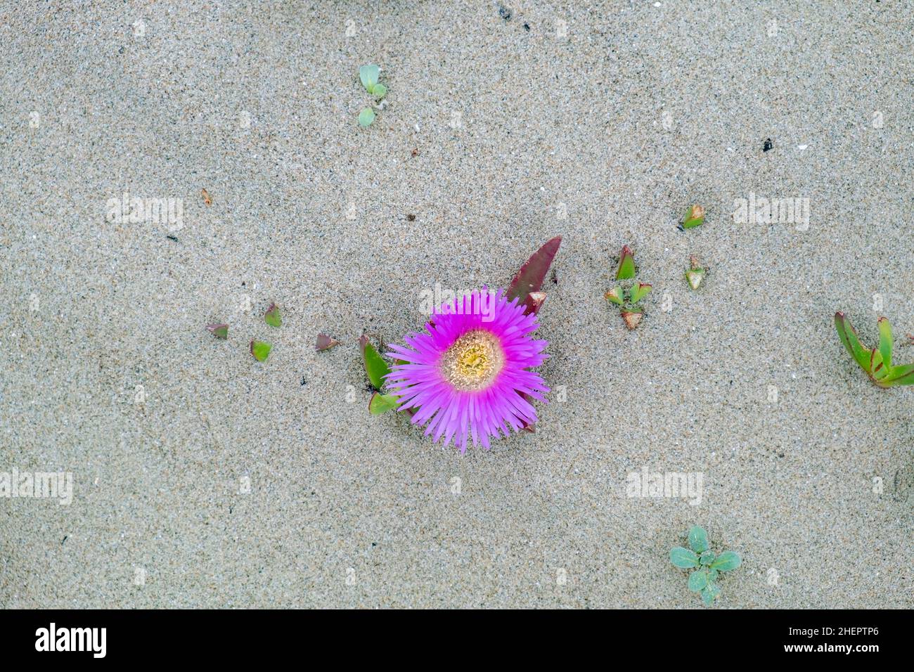 scenic flower at the beach in Morro Bay, California in spring time ...