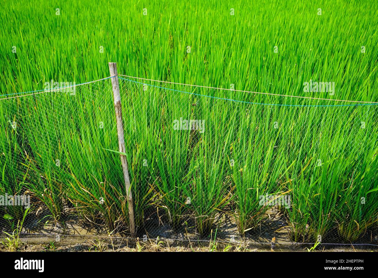 Fields of green and ripe rice plants surrounded by plastic barriers and ...