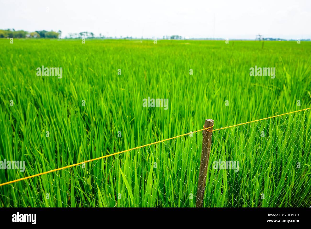 Fields of green and ripe rice plants surrounded by plastic barriers and ...