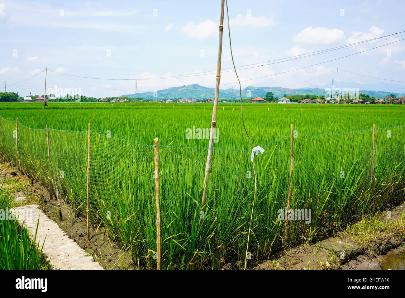 Fields of green and ripe rice plants surrounded by plastic barriers and ...