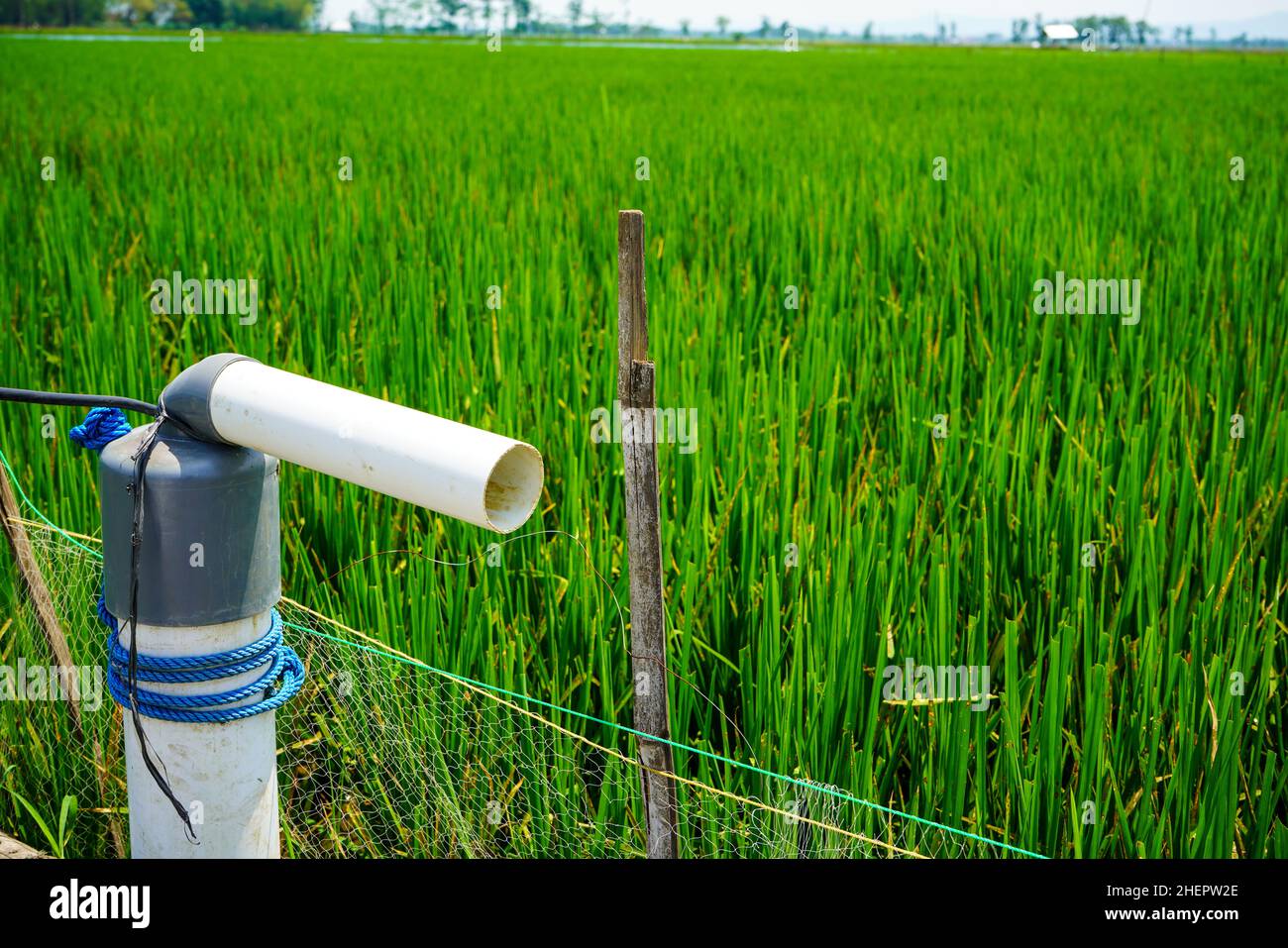 Fields of green and ripe rice plants surrounded by plastic barriers and ...