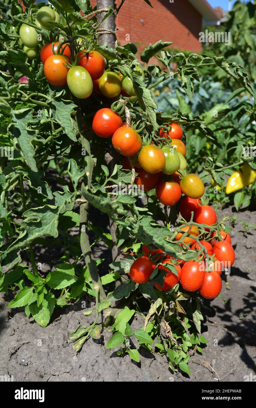 Cherry tomatoes are one of the easiest veggies to grow and as a ...