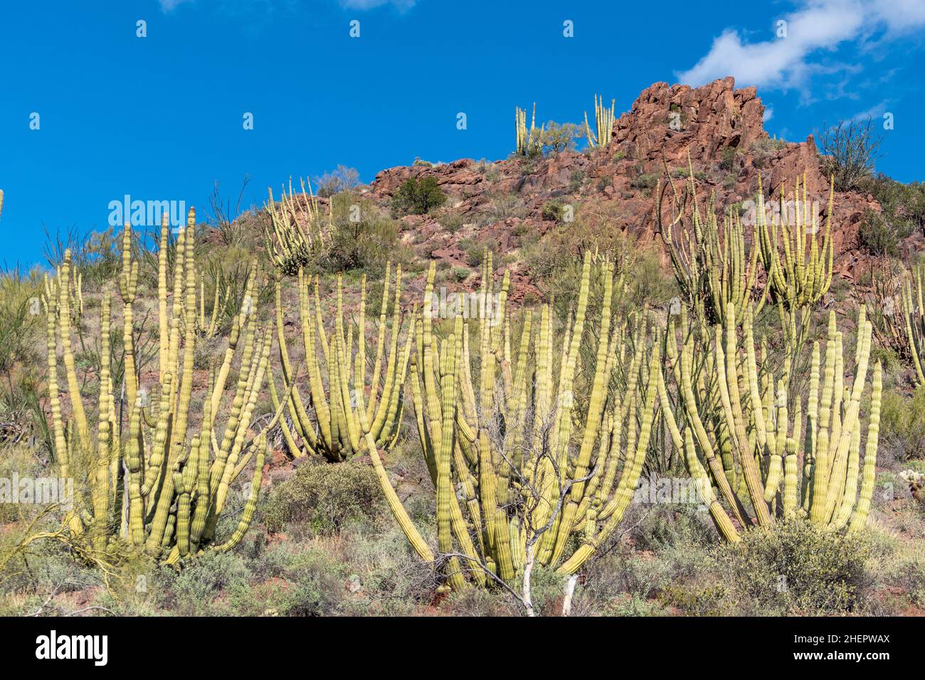 The cacti of Arizona’s Sonoran Desert stand like a vast, silent army at ...