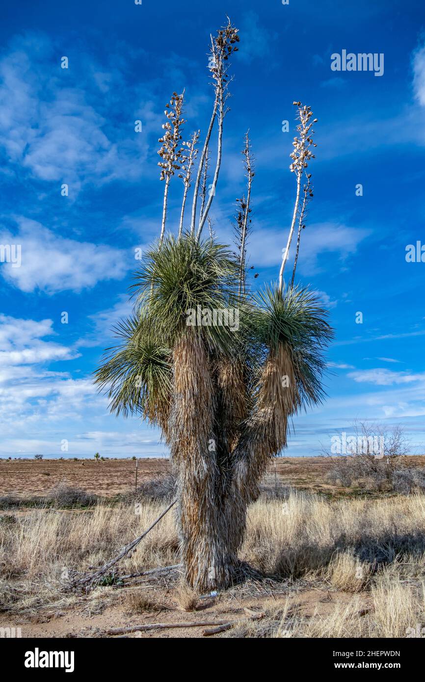 palm tree with dead branches in the desert in New Mexico, USA Stock ...