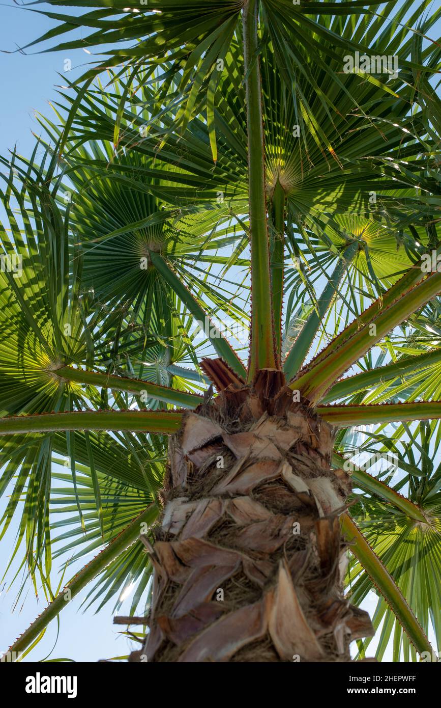 Low angle view of a palm tree Stock Photo - Alamy