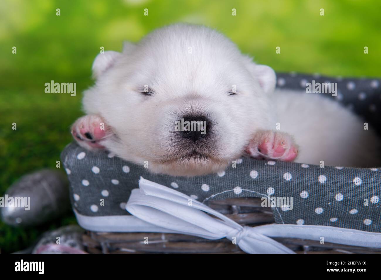 White fluffy small Samoyed puppy dog two weeks age in Easter basket ...