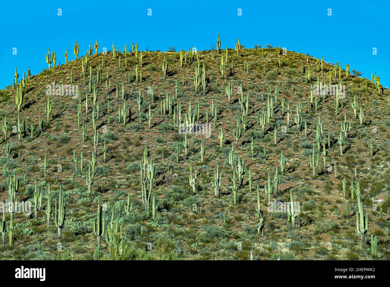 cacti in hilly landscape at the desert in New Mexico, USA Stock Photo ...