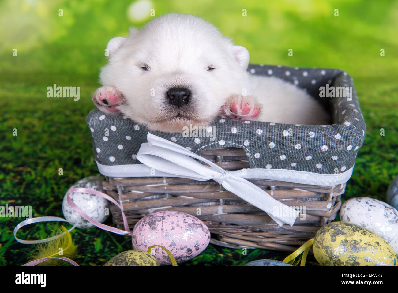 White fluffy small Samoyed puppy dog two weeks age in Easter basket ...