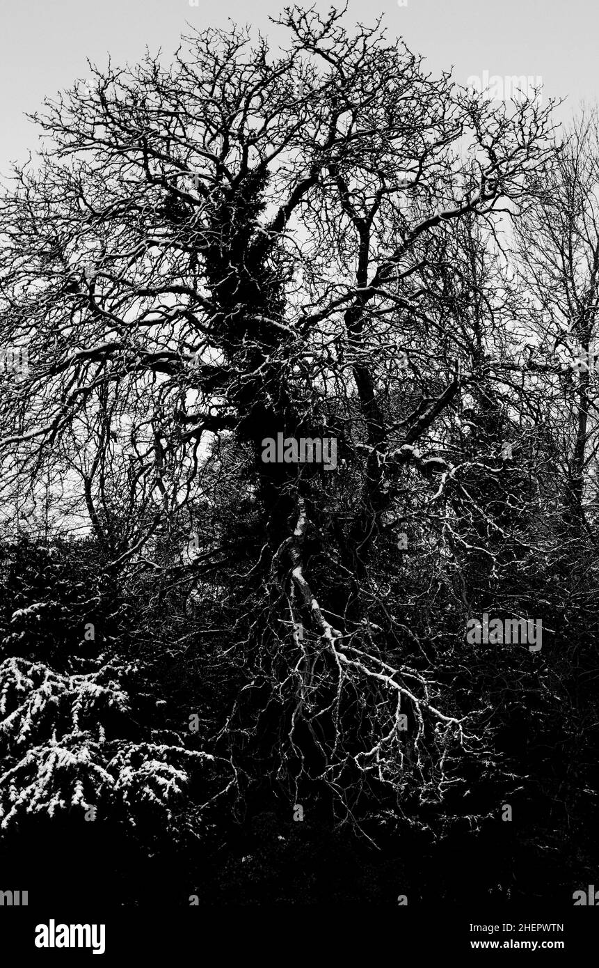 Seasonal background winter landscape Black and White Stock Photos ...