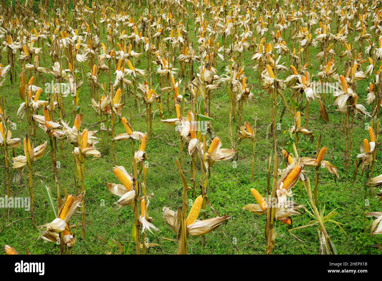 Corn is a tall annual cereal grass (Zea mays) that is widely grown for ...