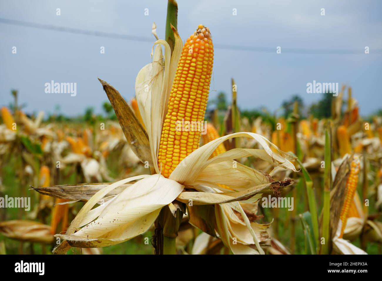 Corn is a tall annual cereal grass (Zea mays) that is widely grown for ...