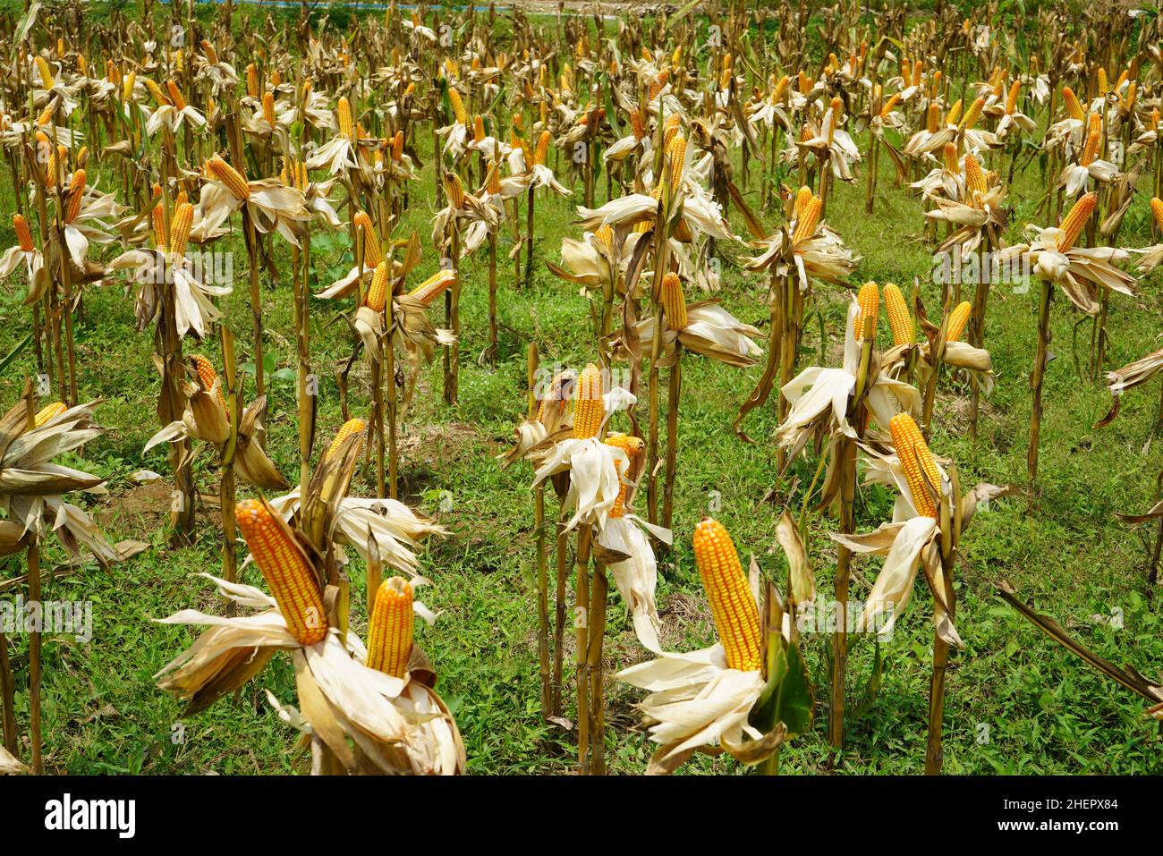 Corn is a tall annual cereal grass (Zea mays) that is widely grown for ...