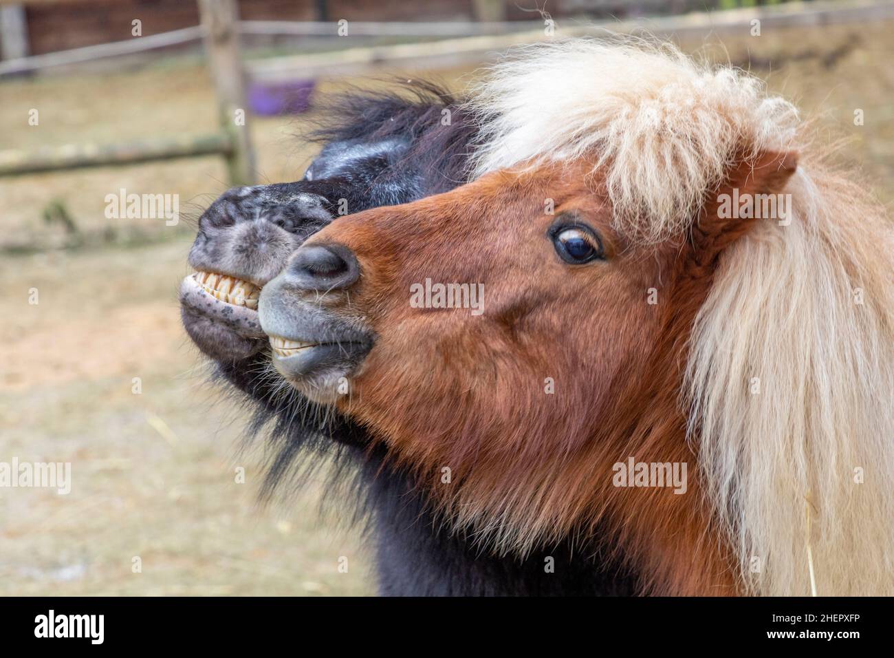 Laughing pony hi-res stock photography and images - Alamy